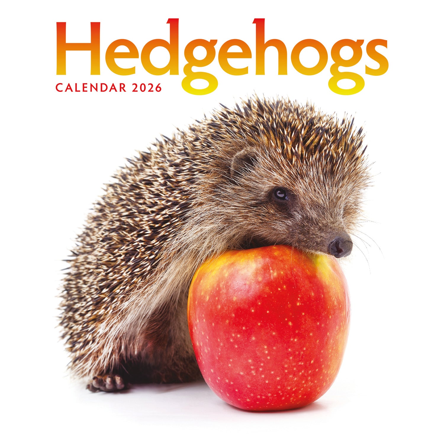 Hedgehogs Wall Calendar 2026 – Blue Cross Shop
